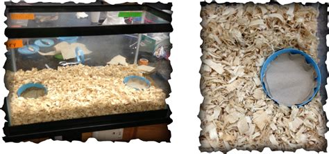 Beetle Environment Preference Rider University Stem Teacher Academy