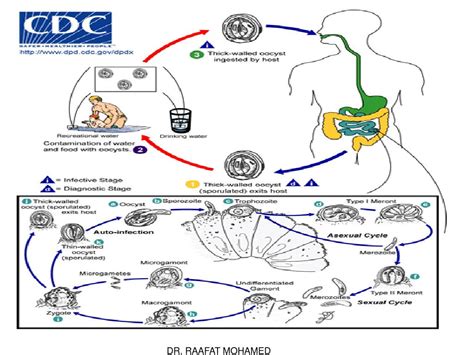 Ppt Protozoa Powerpoint Presentation Free Download Id6756023
