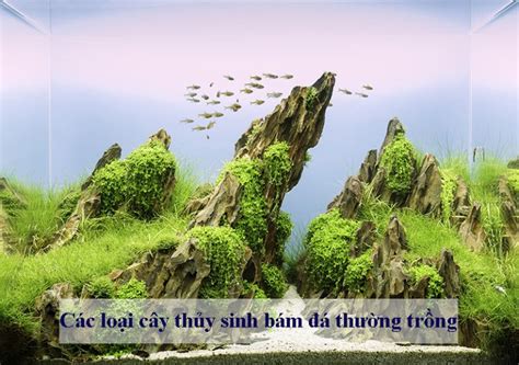 Các Loại Cây Thủy Sinh Bám đá Thường Trồng Trong Bể Thủy Sinh