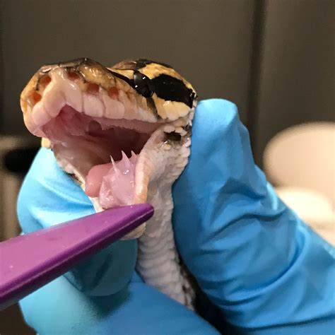 Male Ball Python Teeth At Corine Lorusso Blog