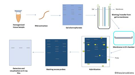Northern Blotting The Science Bistro