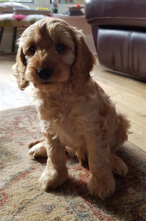 Pin By Joanne Boon Thomas Artbyboon On Dylan The Cockapoo Golden Retriever Retriever Cockapoo