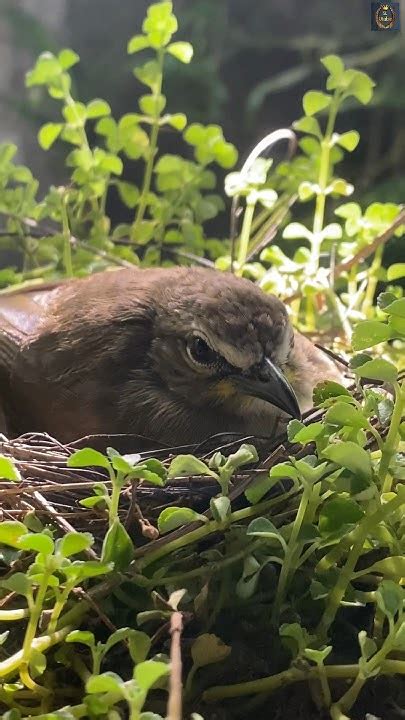 Bird Nest And Birds Protect Eggs In The Nest කුරුලු බිත්තර රැකීම🥚🥚 Shorts Sl Utube Youtube