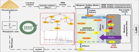 Elemental Sulfur Biorecovery From Phosphogypsum Using Oxygen Membrane