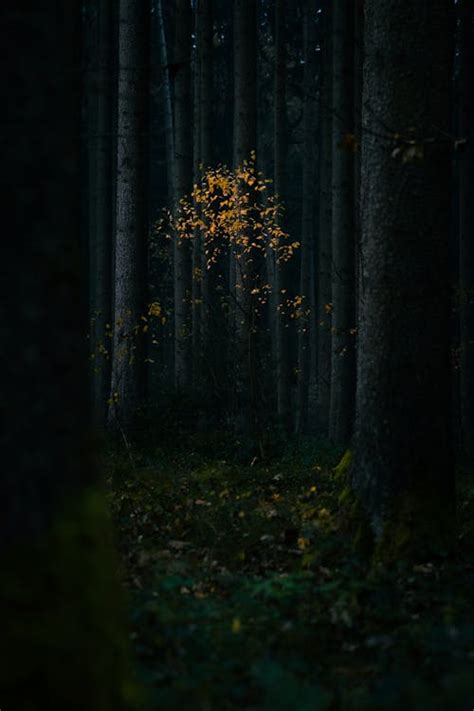 가을 단풍이 돋보이는 우울한 숲 · 무료 스톡 사진