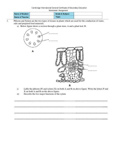 Xylem And Phloem Worksheet Worksheet Transport In Plants Xylem