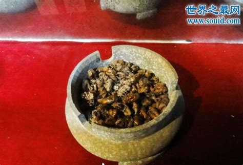 蛊虫真的存在吗 神秘阴暗的养蛊人制蛊全过程生物之最世界之最 1316世界之最