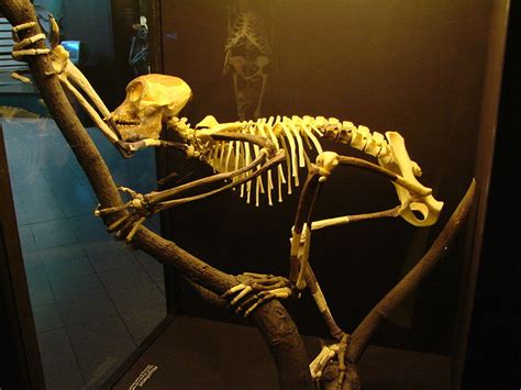 Discovery Of Ancient Kenyan Primate Proconsul Fossils Redefines Ape