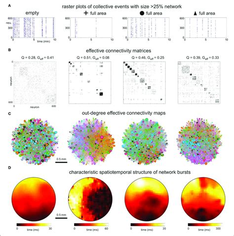 Dynamics And Effective Connectivity In 2 Mm Diameter Networks Filled