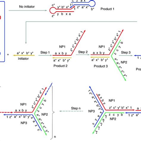 Pdf Branched Hybridization Chain Reaction—using Highly Dimensional Dna Nanostructures For