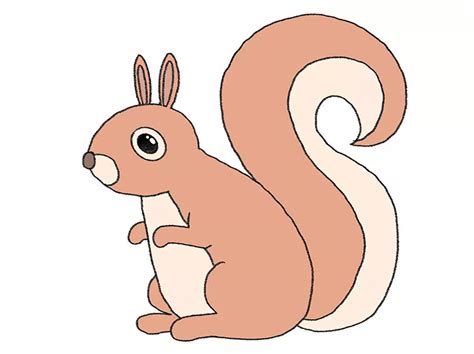 آموزش کشیدن نقاشی سنجاب بامزه ساده، قدم به قدم و تصویری