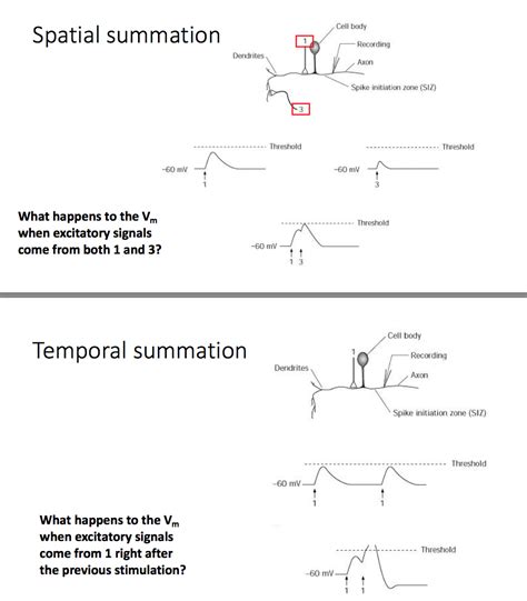 Solved Spatial Summation What Happens To The Vm When Chegg Com
