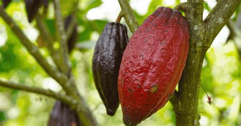 Cocoa Global Data Weather Production Risks Cropgpt