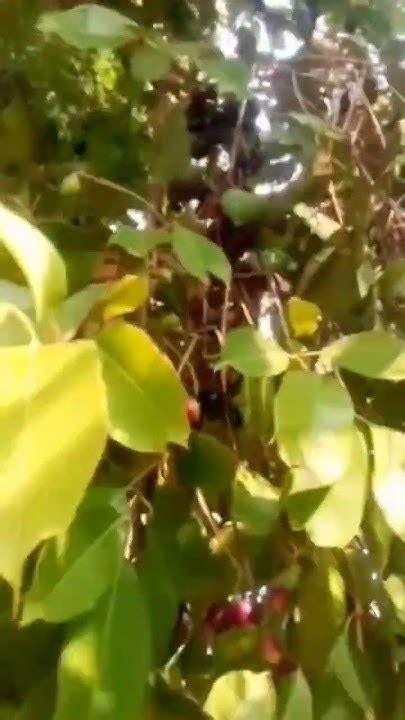 Jamun Ka Tree Youtube