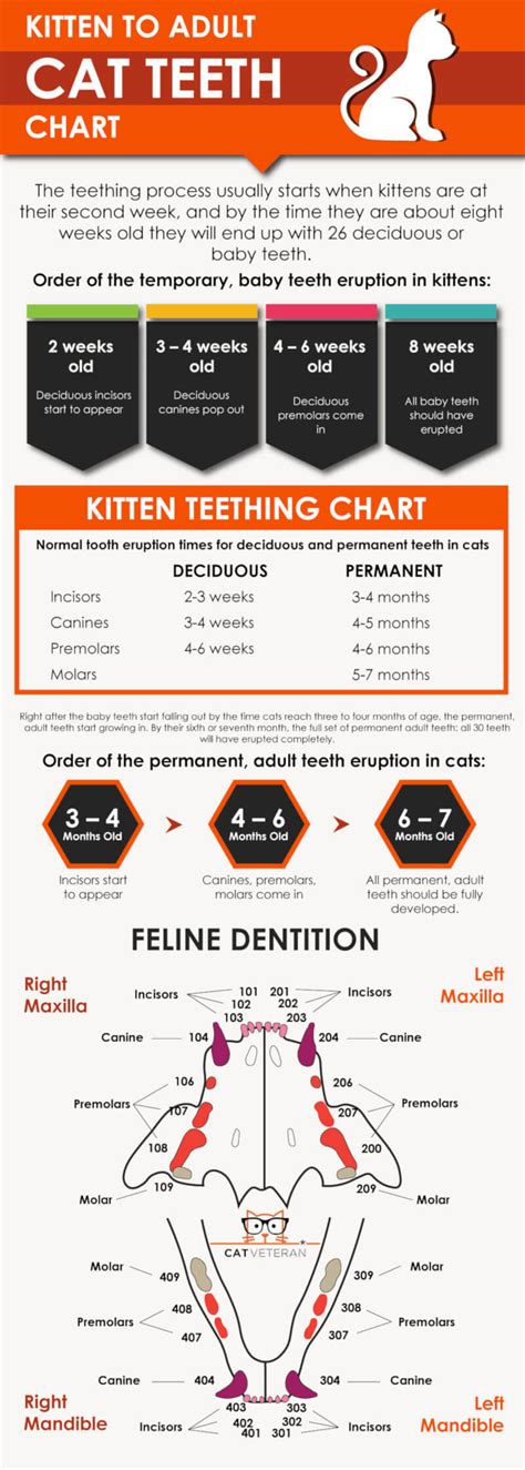Kitten Teeth Age Chart