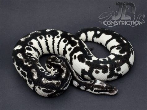 Darkside Stormtrooper Ball Python