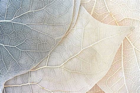 Close Up Of Fiber Structure Of Dry Leaves Texture Background Cell Patterns Of Skeletons Leaves