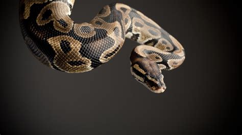 Что такое питон Что такое Python Описание языка программирования Python Aws