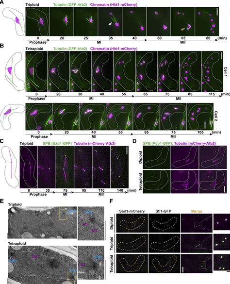 Multipolar Nuclear Division Occurs In Polyploid Zygotic Meiosis A Download High
