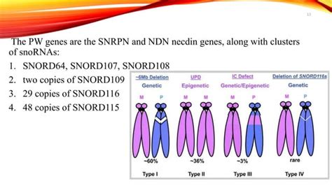 Non Coding Rna And Diseases Pptx