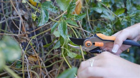 Spring Gardening Tips Get Your Garden Ready