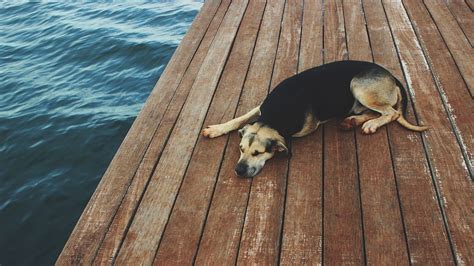 Las Razas De Perros Más Tranquilos ¿cuáles Son Y Cómo Se Comportan