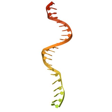 Rcsb Pdb 9eak Spcas9 With 17 Bp R Loop Containing 2 Terminal