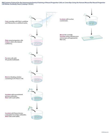 Neural Progenitor Marker Antibody Panel Sc025 Randd Systems