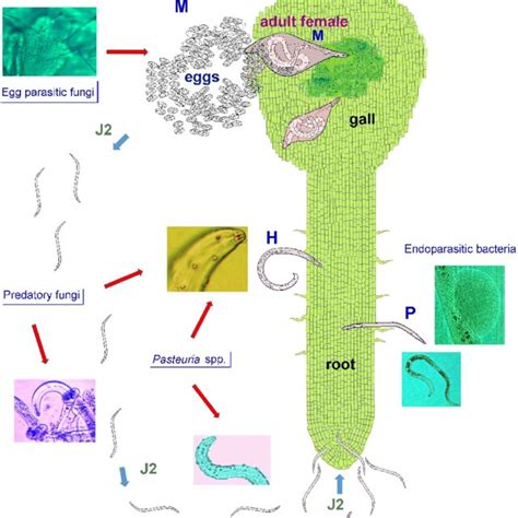 A Schematic Representation Of A Generic Tri Trophic Food Web Showing