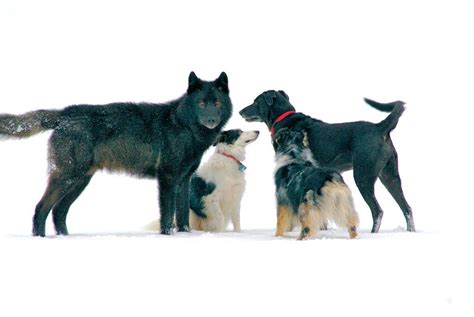 Alexander Archipelago Wolf Has No Idea Whats Going On And Hes Just