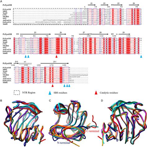 Structure Based Sequence Alignment A The Sequences Of Anxyn11a Ctx Download Scientific