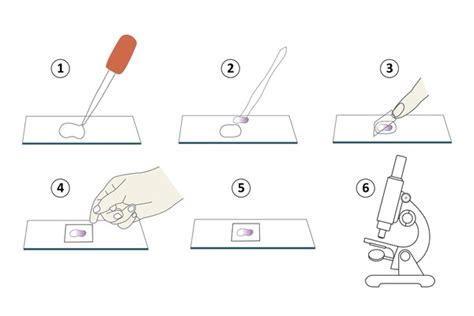 Biology Microscope Slide Over 1004 Royalty Free Licensable Stock