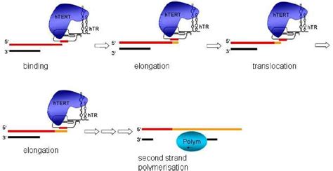 Figure 2 From Telomerase As An Emerging Target To Fight Cancer Opportunities And Challenges For