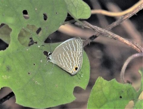 Jamides Celeno Cramer [1775] By Shivaprakash On 14 October 2020