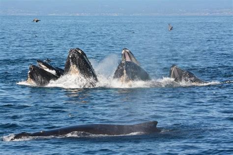 Ocean Acidification ‘evil Twin Of Global Warming Threatens Monterey