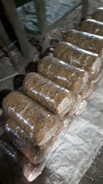 சிப்பி காளான் வளர்ப்பு Youtube