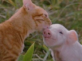 Cute Animals Cute Animal  Wiffle