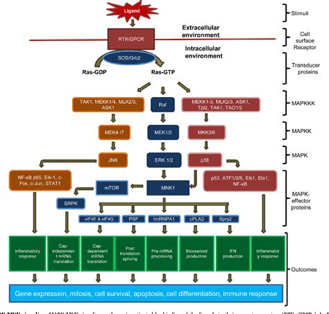 Figure 1 From Role Of Mapk Mnk1 Signaling In Virus Replication Semantic Scholar