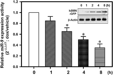 Forced Survival Of Motor Neuron Smn Protein Expression Downregulates Download Scientific