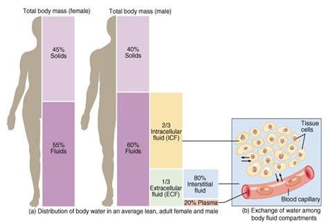 Extracellular Fluid Consists Of Perebrazil Extracellular Fluid Consists Of Perebrazil