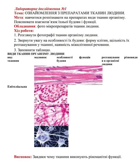 Лабораторне дослідження №1 Тема ОЗНАЙОМЛЕННЯ З ПРЕПАРАТАМИ ТКАНИН ЛЮДИНИ Мета навчитися