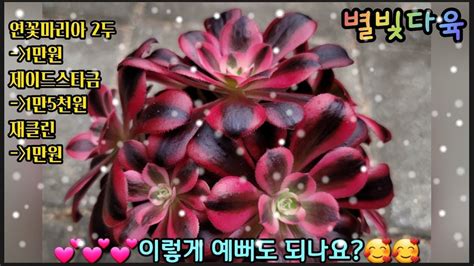 221215다육이별빛다육초초특가명품다육가르시아먼로철화재클린1만원귀품다육아리엘철화메두사군생연꽃마리아2두1만원환엽제이드스타금succulent