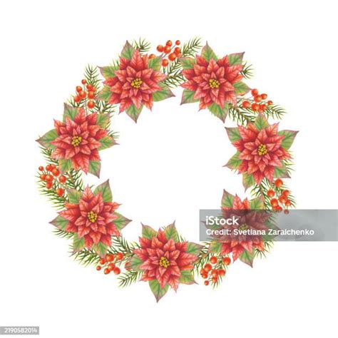 빨간 포인세티아 와 잎 열매 가문비나무 소나무 전나무 가지 수채화 고립된 그림 화환 또는 꽃과 식물의 둥근 프레임은 손으로 그렸습니다 텍스트 디자인 카드 라벨 초대장 인사말
