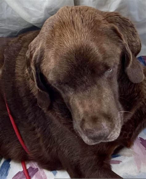 Elmo 3 Cincinnati Lab Rescue