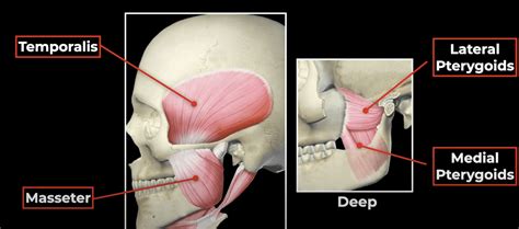 Jaw Pain Lock Jaw And Tmj Disorders Befit Training Physio