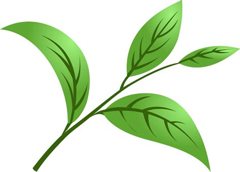 Tree Leaf PNG 21656032 PNG
