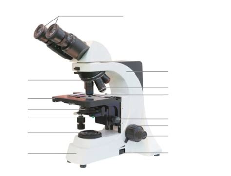Anatomy Lab 7 Diagram Quizlet
