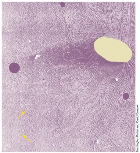 Micro Flashcards Quizlet