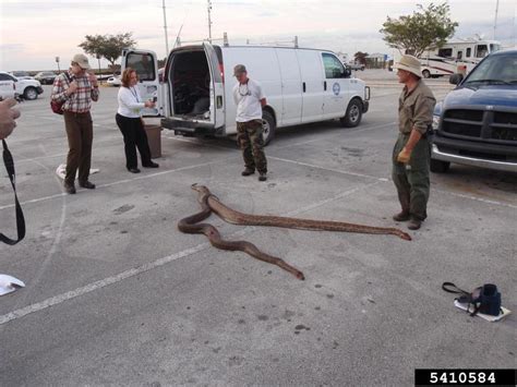 Pythons Genus Python Daudin 1803