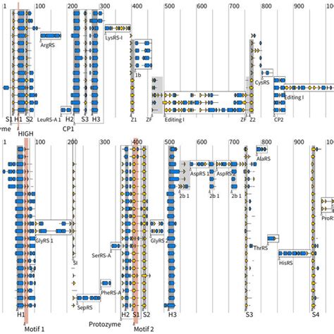 Multiple Sequence Alignment Of Class I Top And Class Ii Bottom Download Scientific